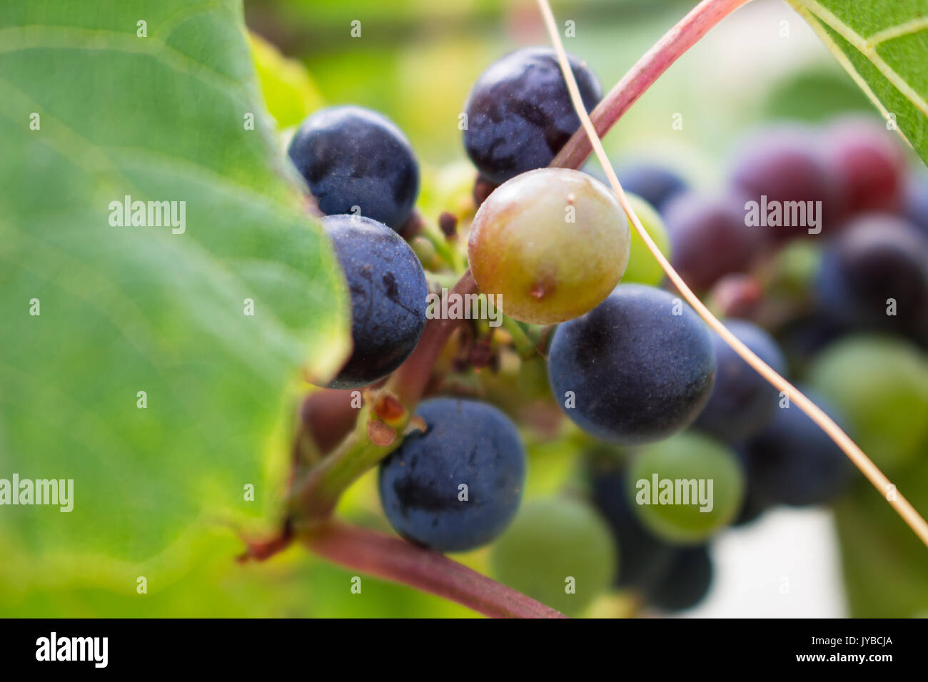 Grapes. Bunch of grapes. Ripe fruits. Mediterranean plant Stock Photo ...