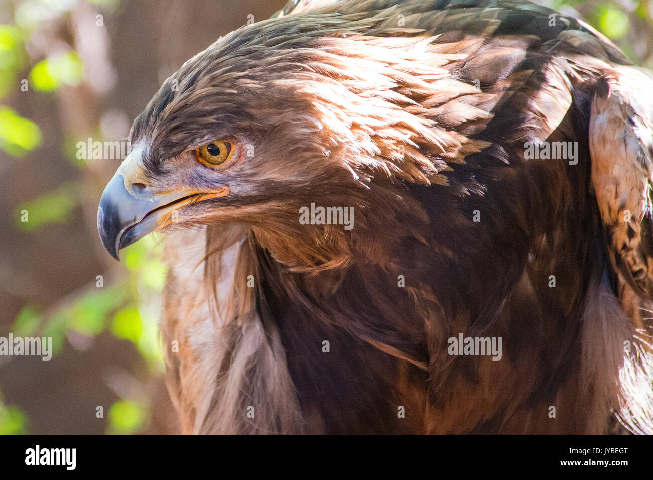 The Eagle Watches Stock Photo - Alamy
