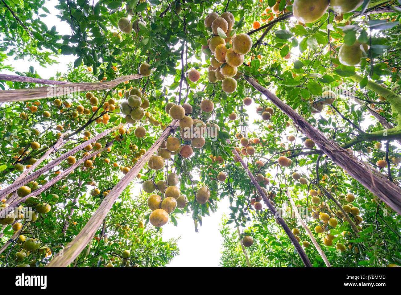 Seville orange grove hi-res stock photography and images - Alamy