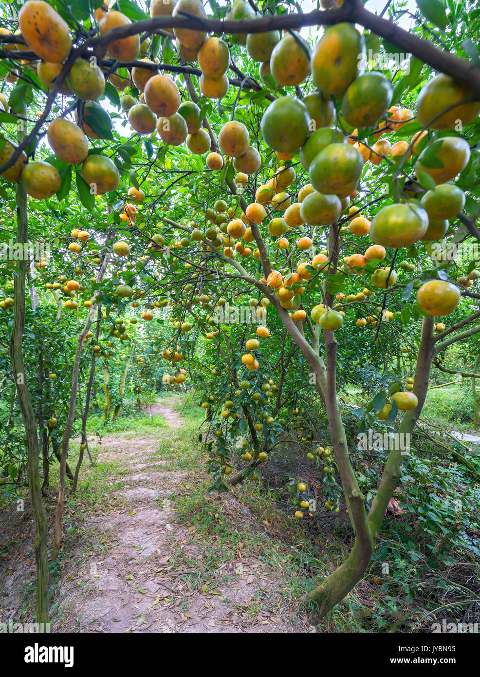 Ripe orchard on the tree with thousands of fresh ripe yellow fruits are ...