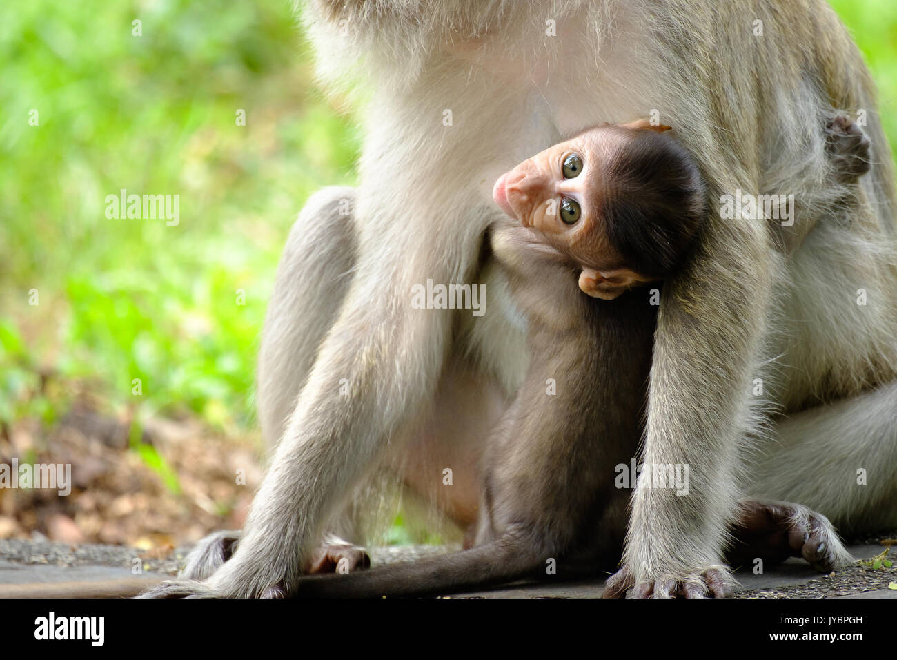 Eyes baby monkey looking straight forward and hugging mom Stock Photo ...