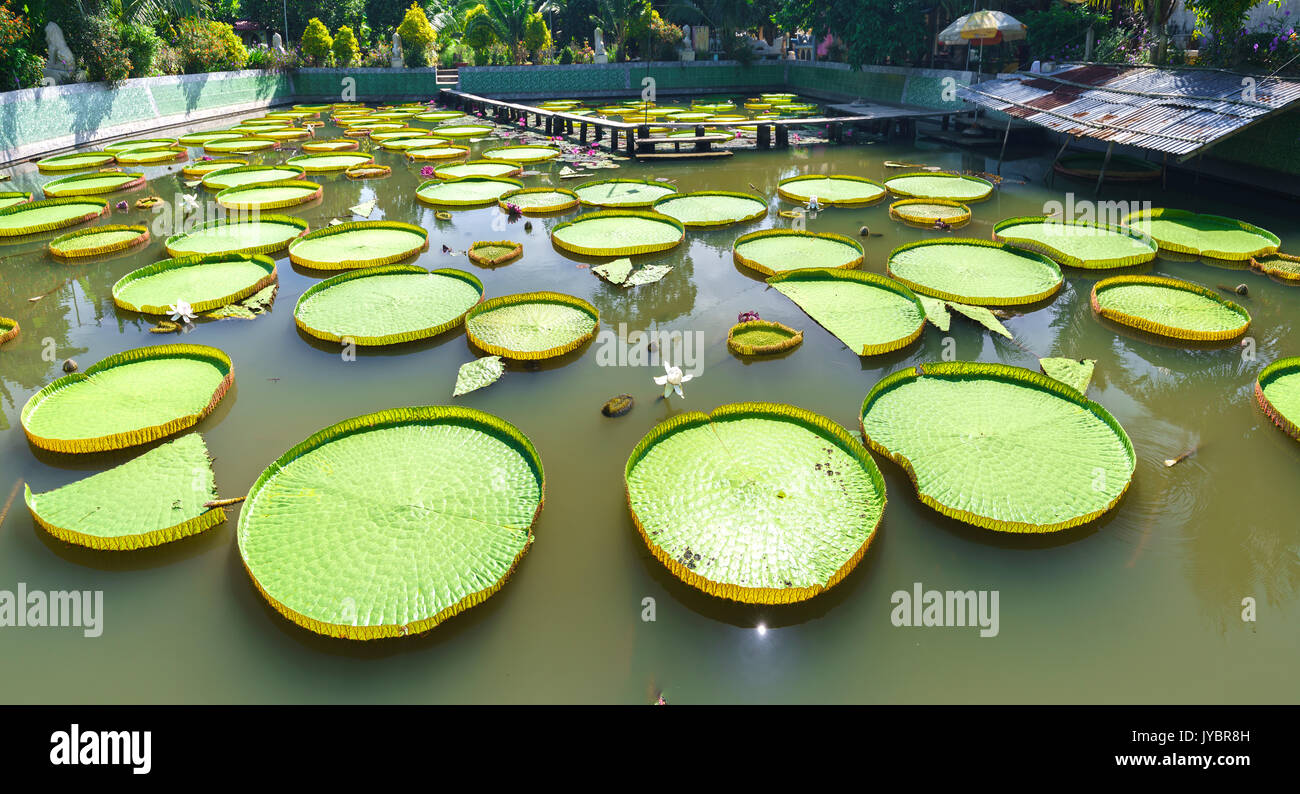 Victoria amazonica in the pond with giant green leaves cover the pond ...