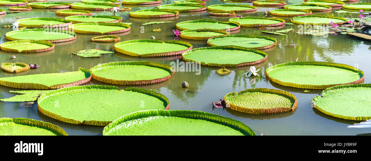Victoria amazonica in the pond with giant green leaves cover the pond ...