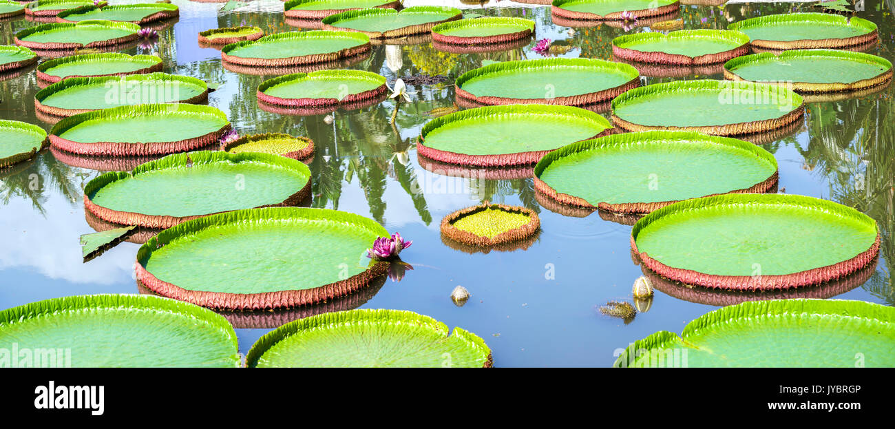 Victoria amazonica in the pond with giant green leaves cover the pond ...