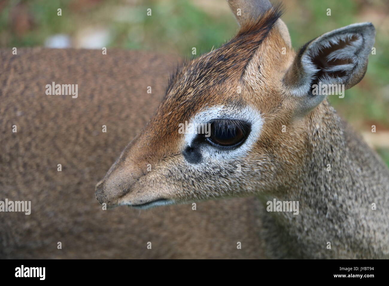 Dik dik baby hi-res stock photography and images - Alamy