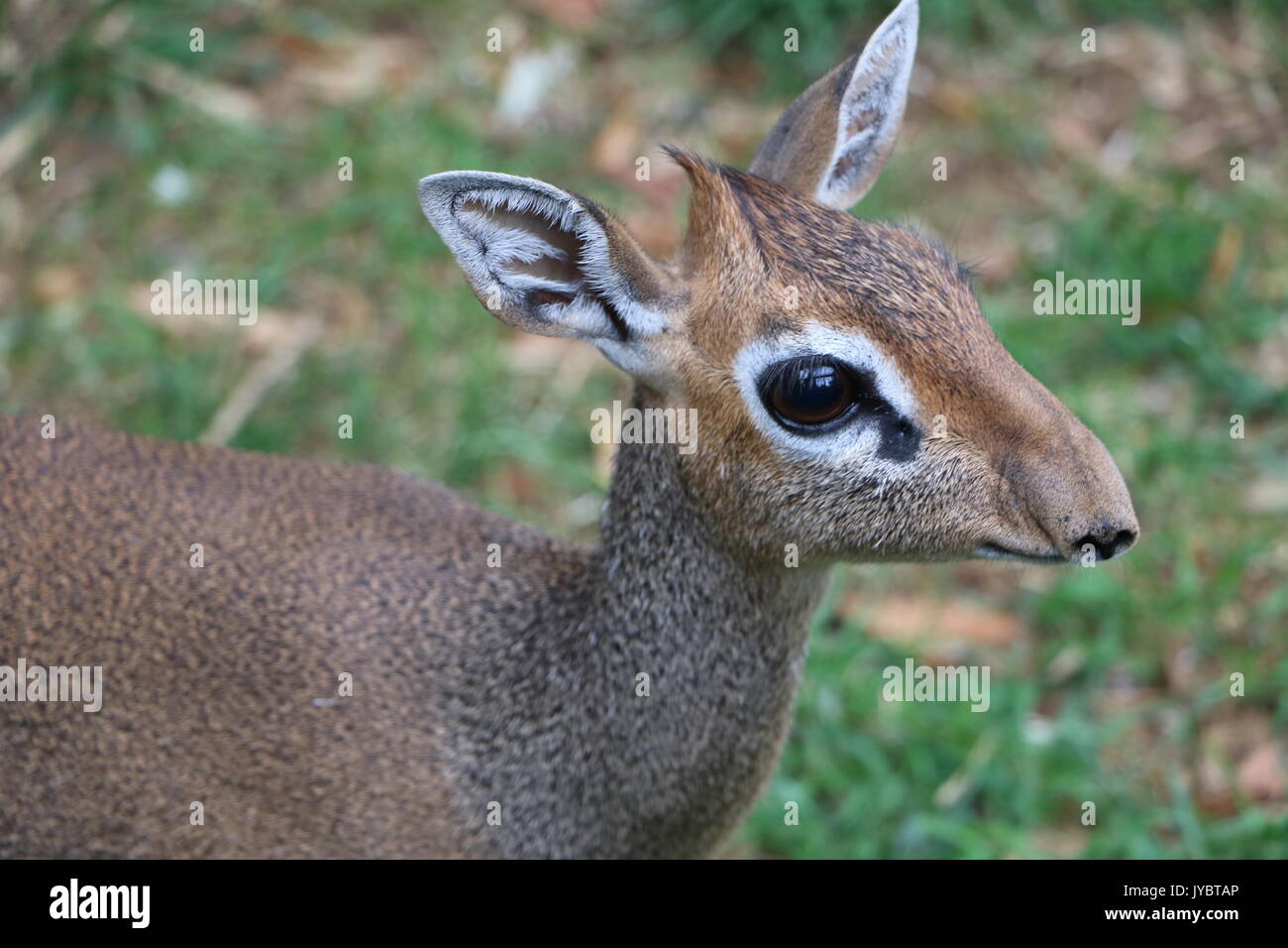 Dikdik High Resolution Stock Photography and Images - Alamy
