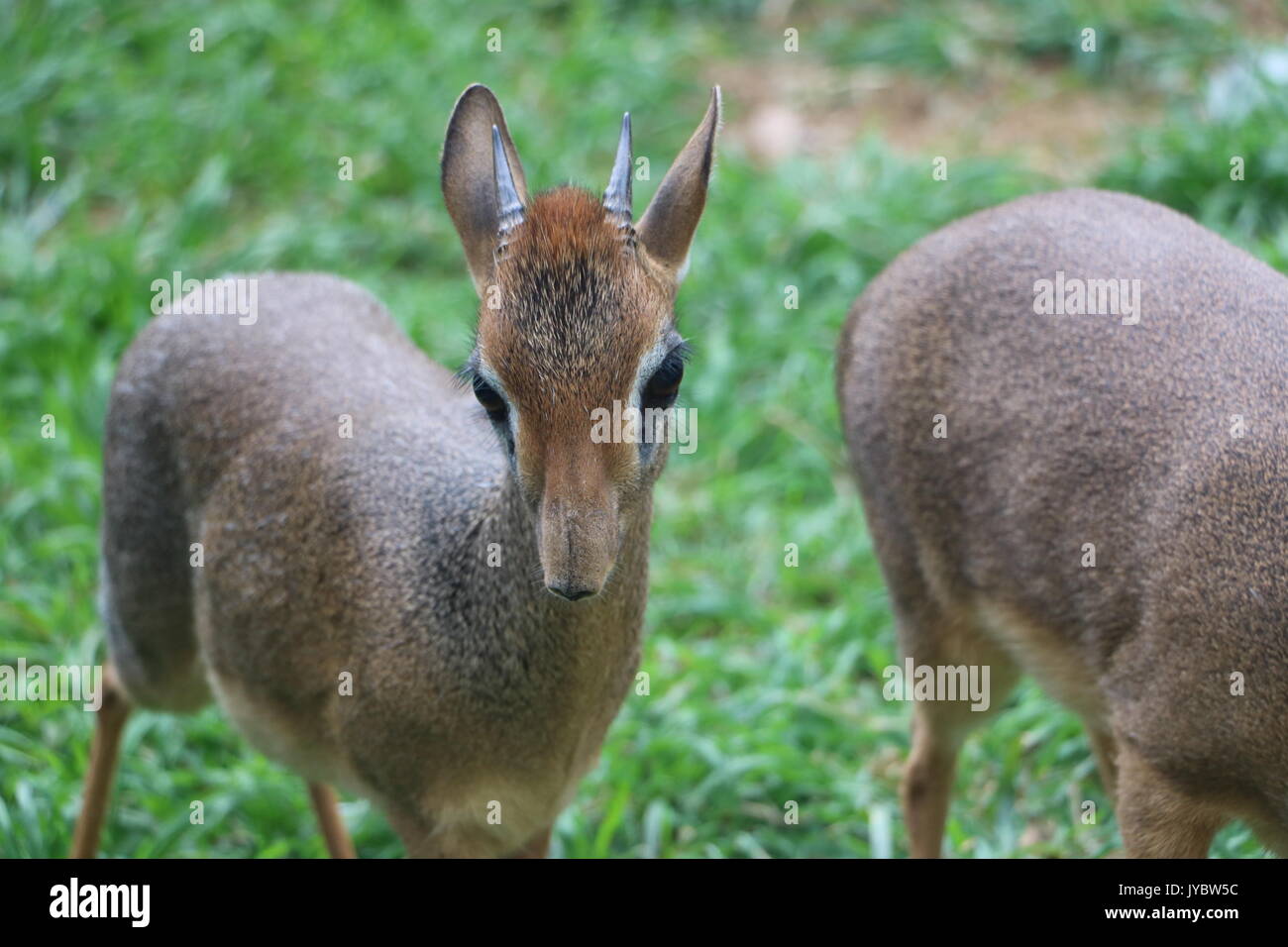 Dikdik hi-res stock photography and images - Alamy