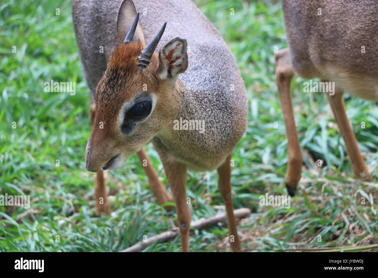 Dik dik baby hi-res stock photography and images - Alamy