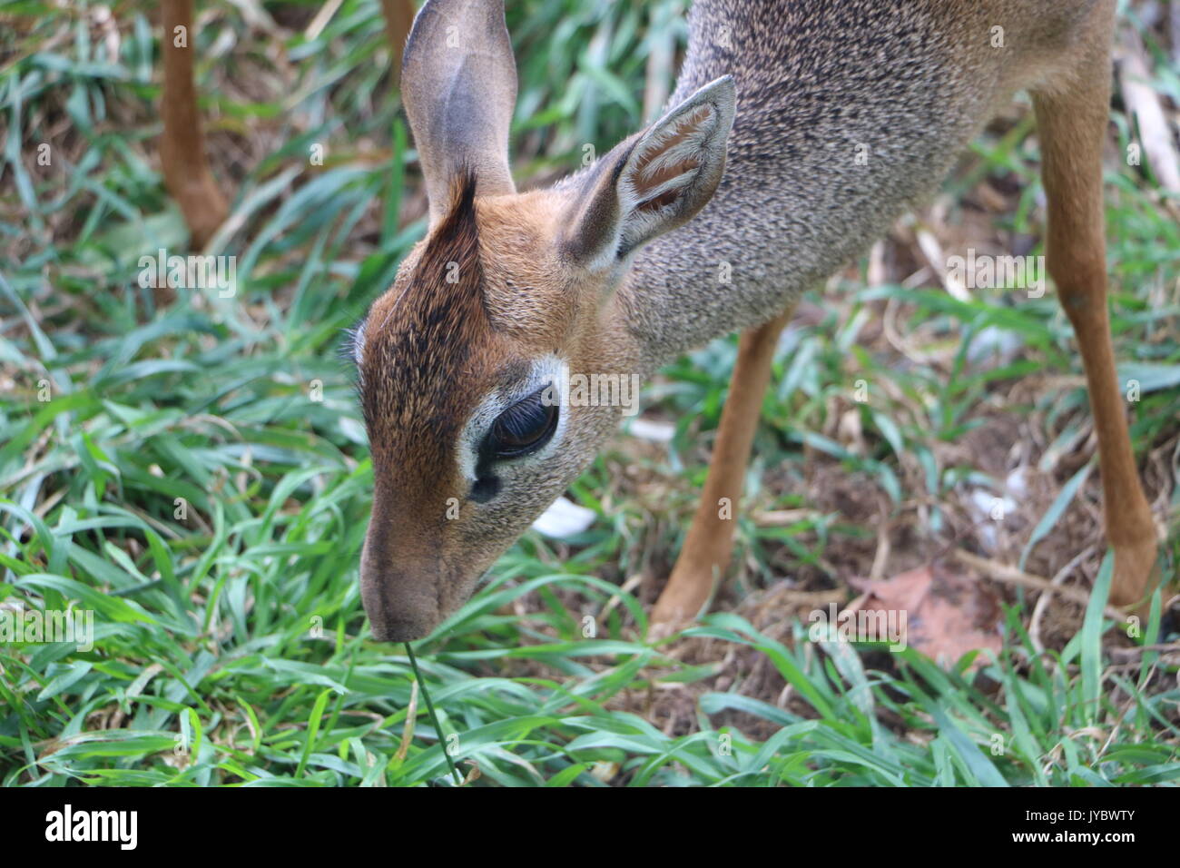 Dik dik baby hi-res stock photography and images - Alamy