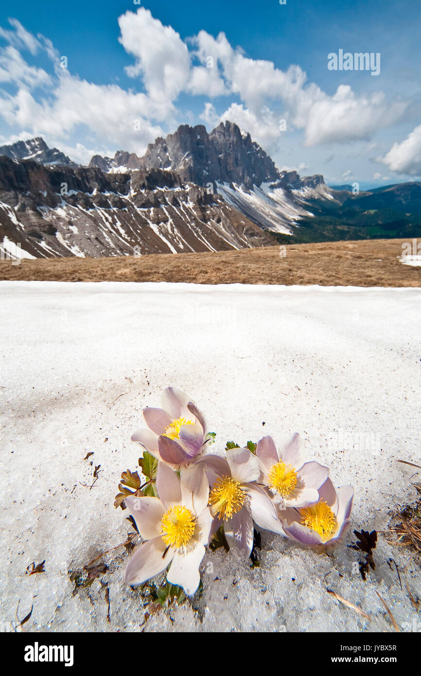 Spring anemones at Col di Poma. In the background the Odle. Funes ...