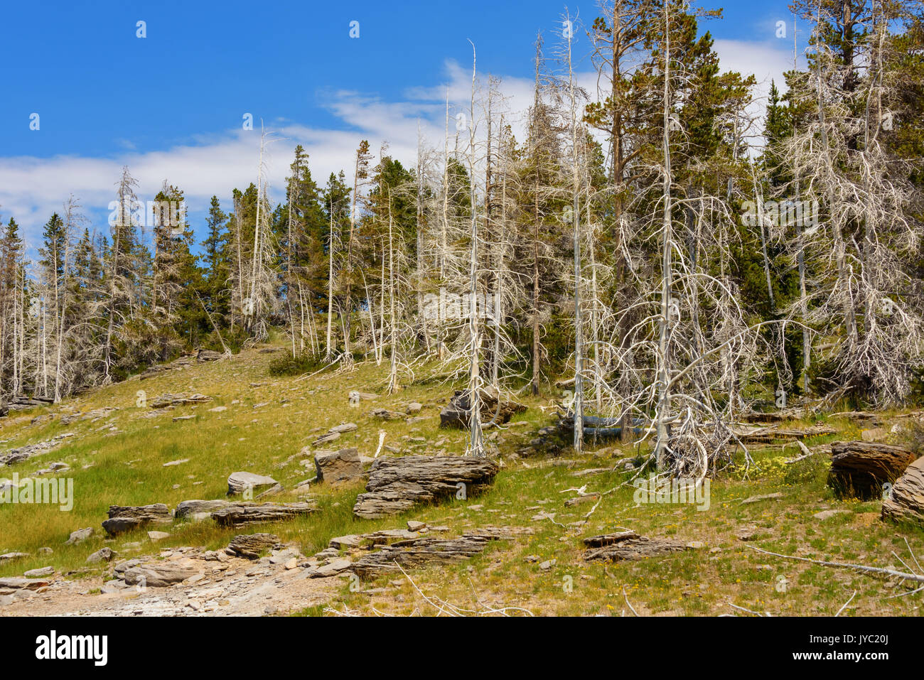 Rocks trees yellowstone lake national hi-res stock photography and ...