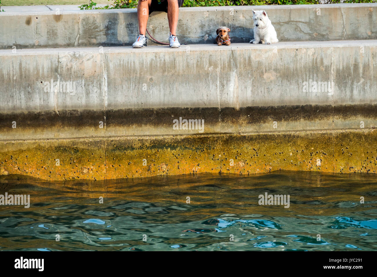 Florida Beach Dogs High Resolution Stock Photography and Images - Alamy