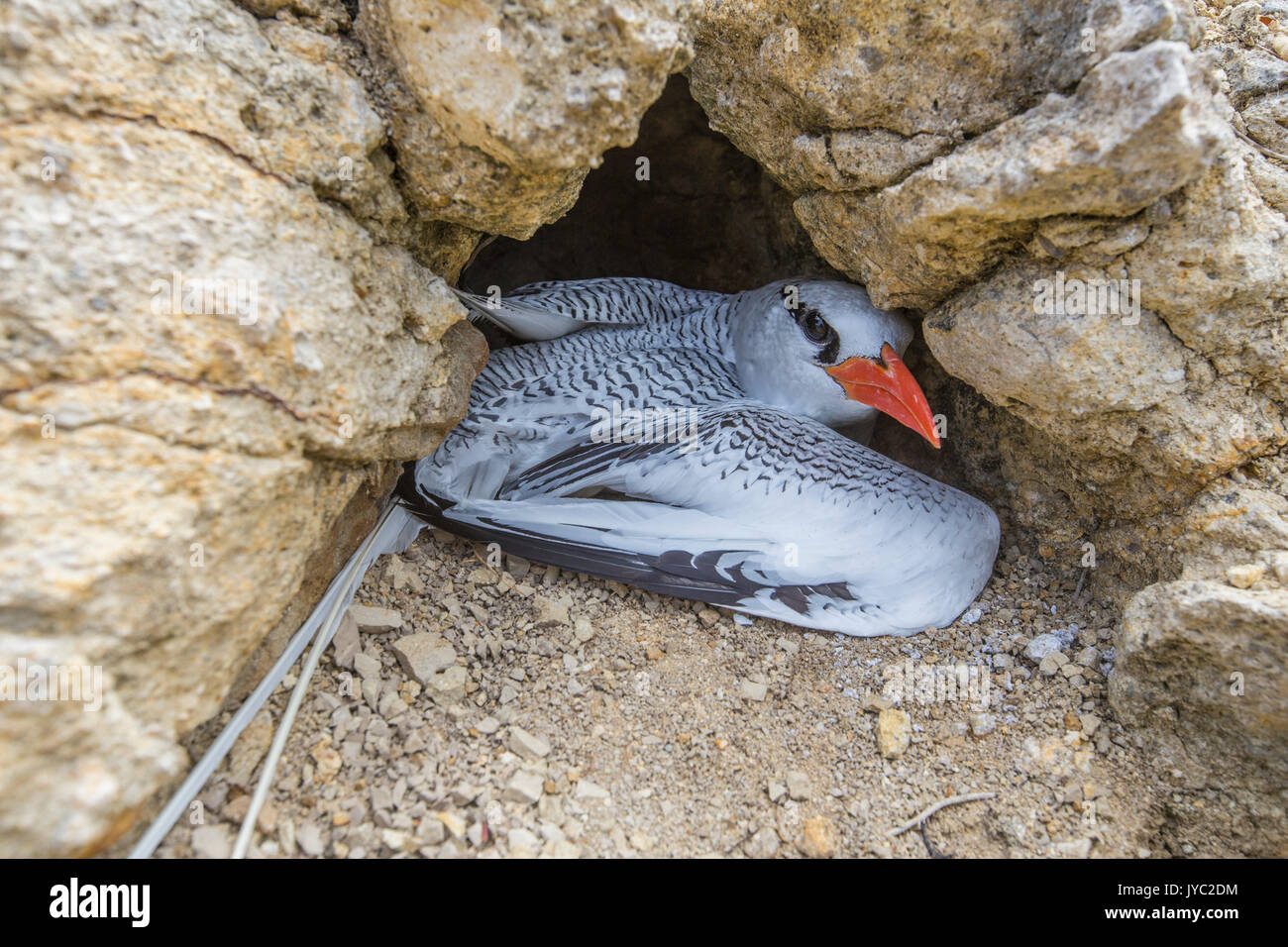 A wildlife bird in a cave of Green Island Caribbean Antigua and Barbuda ...