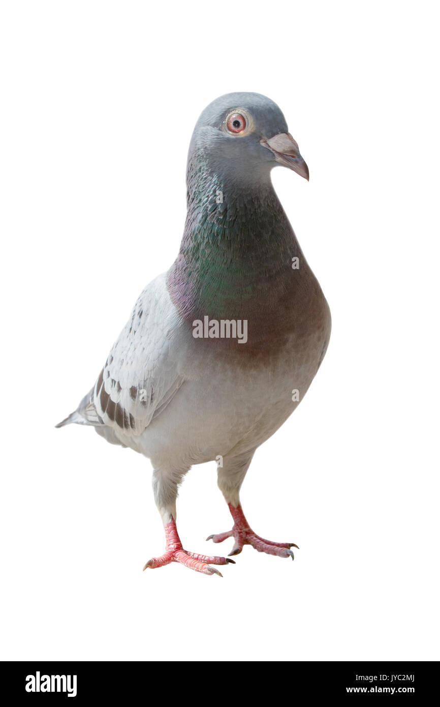 full body of homing pigeon bird isolated white background Stock Photo ...