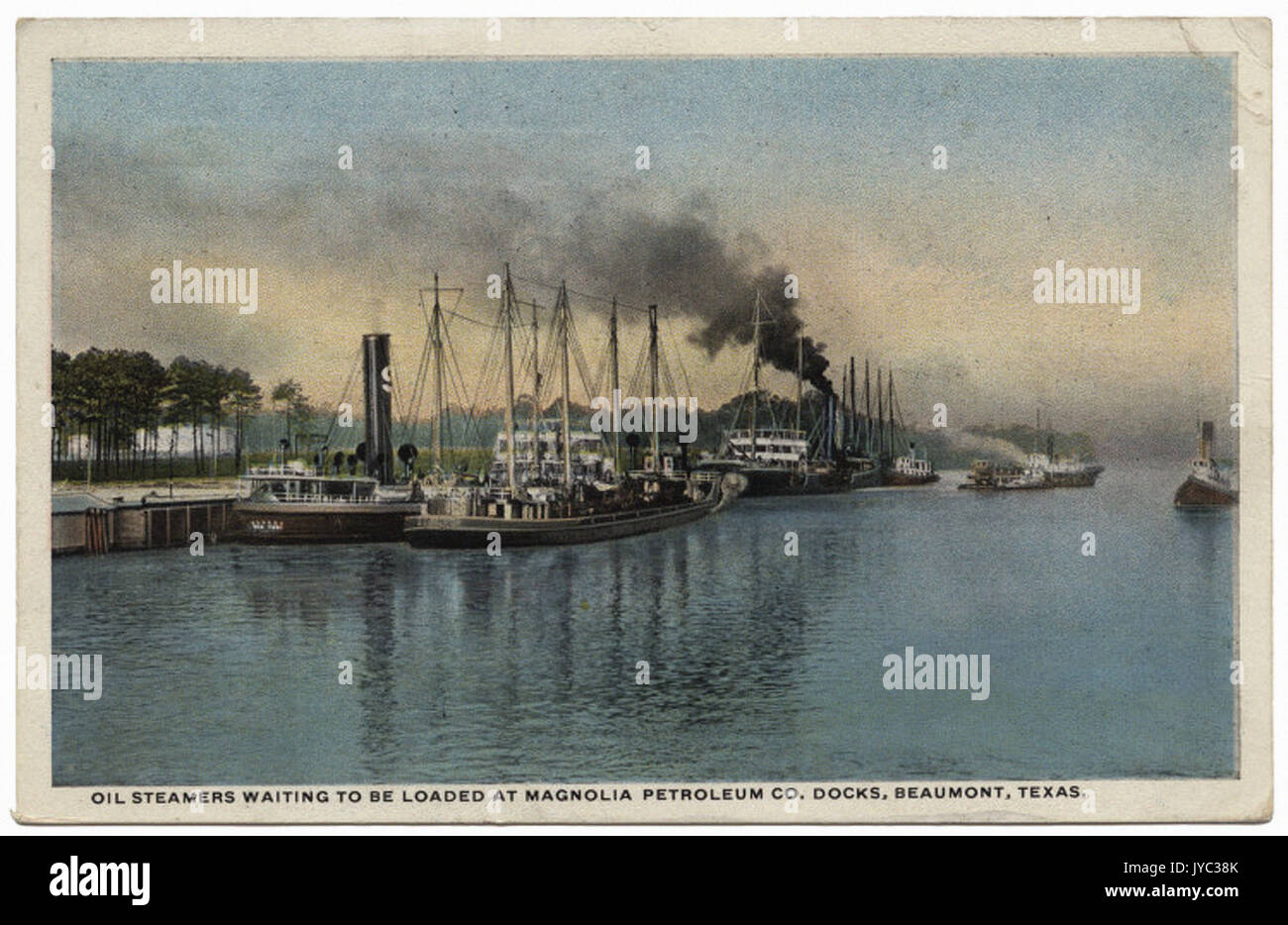 Magnolia petroleum hi-res stock photography and images - Alamy