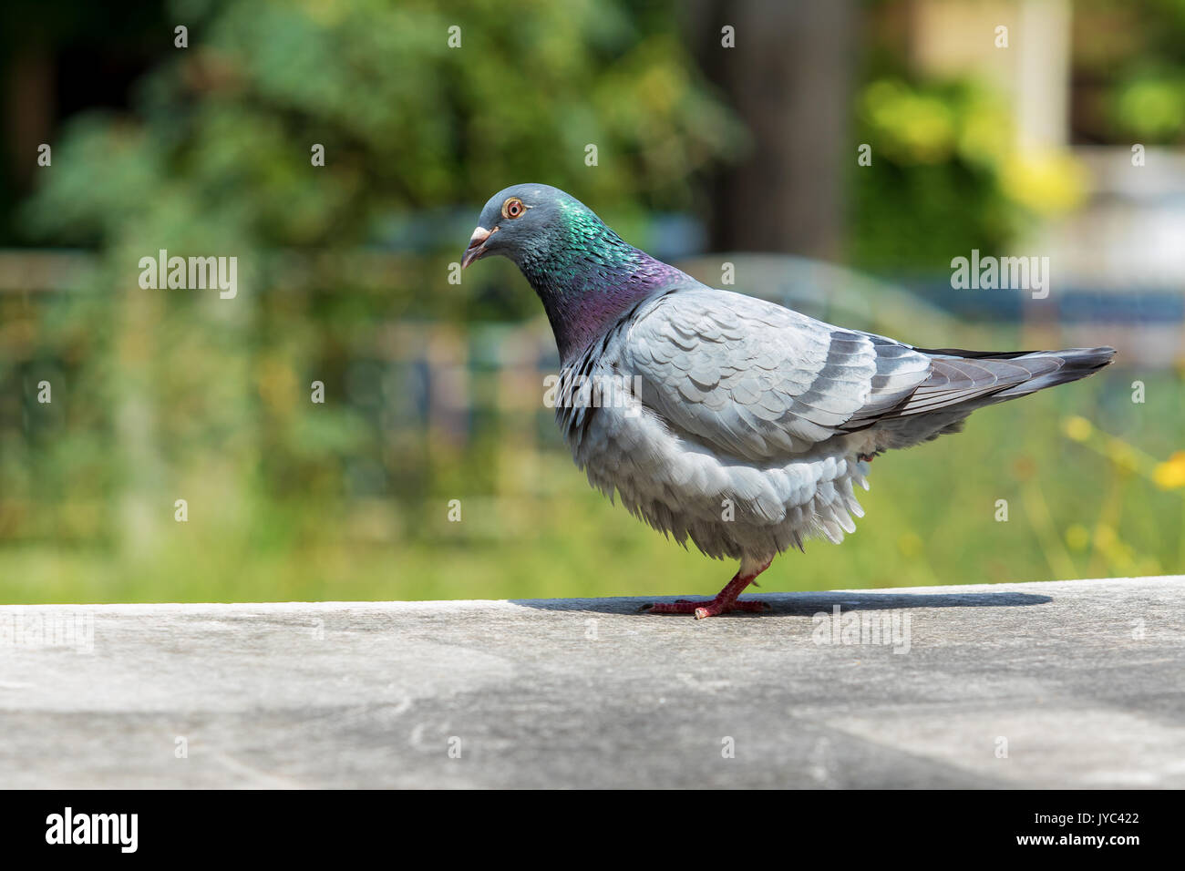 homing pigeon bird and body feather Stock Photo - Alamy