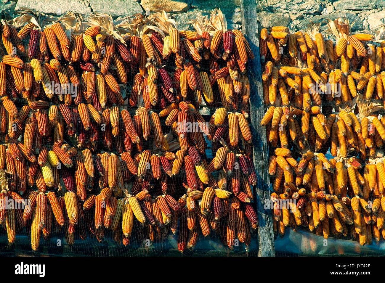 Corn cobs hanging during the drying season before being turned into ...