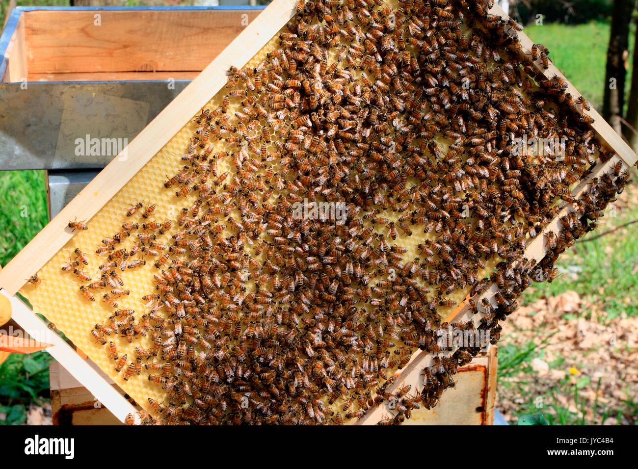 A honey bee colony typically consists of three kinds of adult bees ...