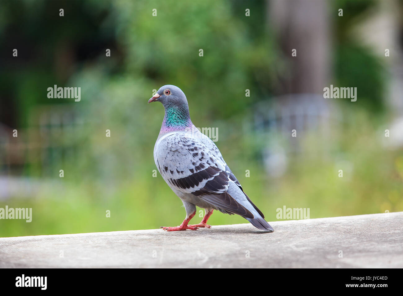 Full body homing pigeon hi-res stock photography and images - Alamy