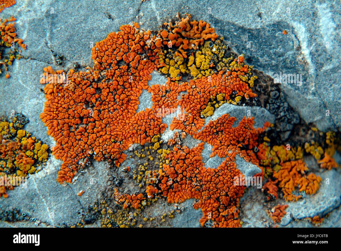 A lichen is a composite organism consisting of a fungus (the mycobiont ...