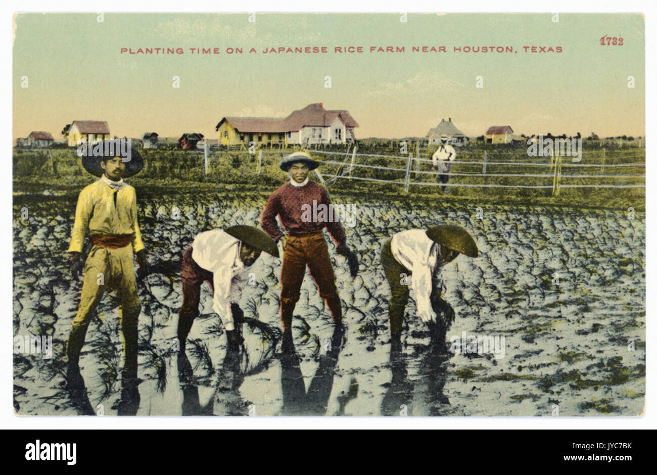 Planting Time on a Japanese Rice Farm Near Houston, Texas Stock Photo ...