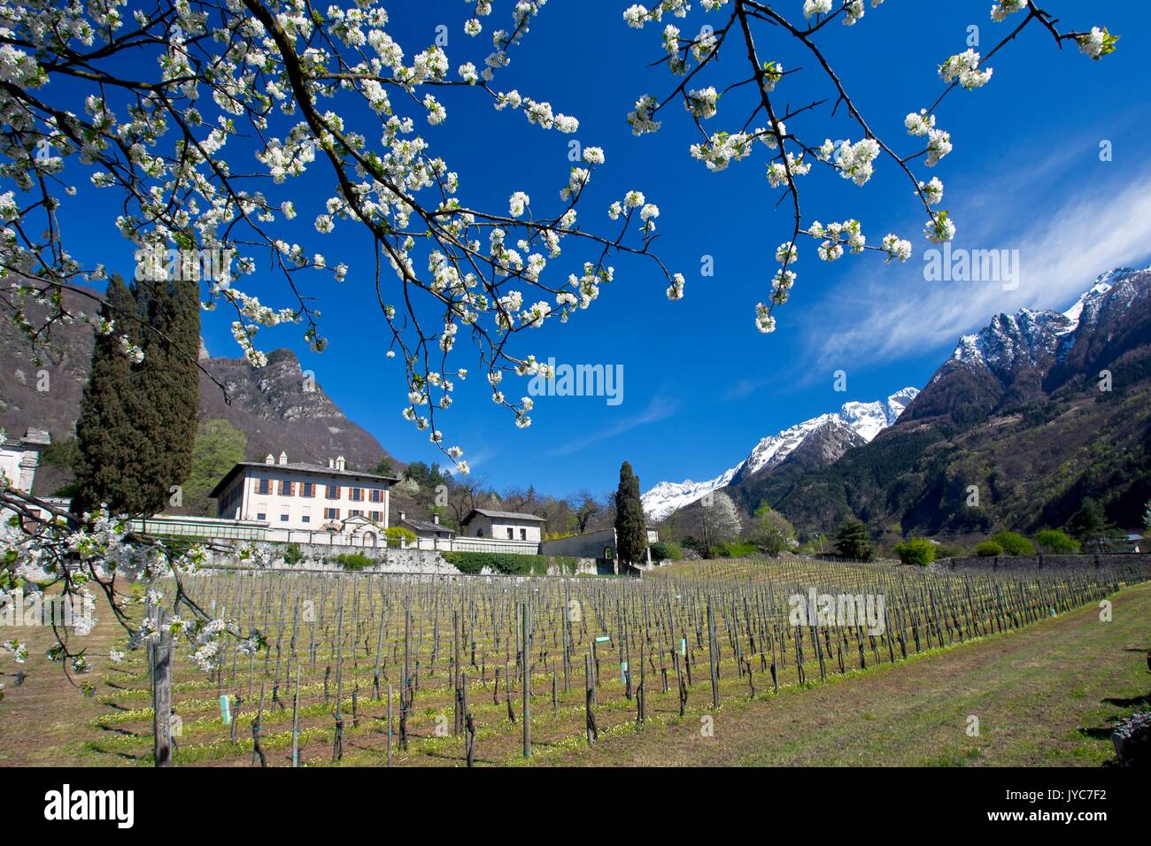 The huge vineyard of Palazzo Franchi Vertemate surrounded by cherry ...