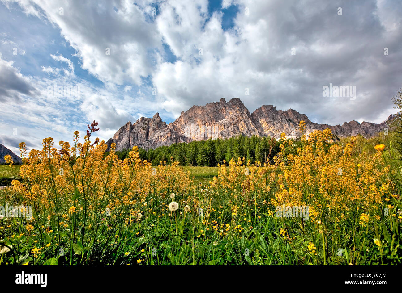 Spring in Cortina d'Ampezzo with blooming flowers making a perfect ...