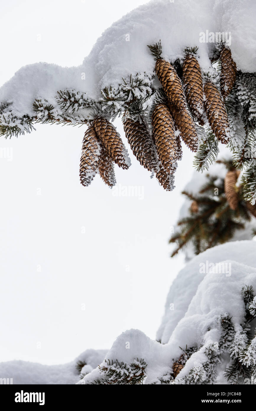 Details of pine cones of tree covered with fresh snow Bettmeralp ...