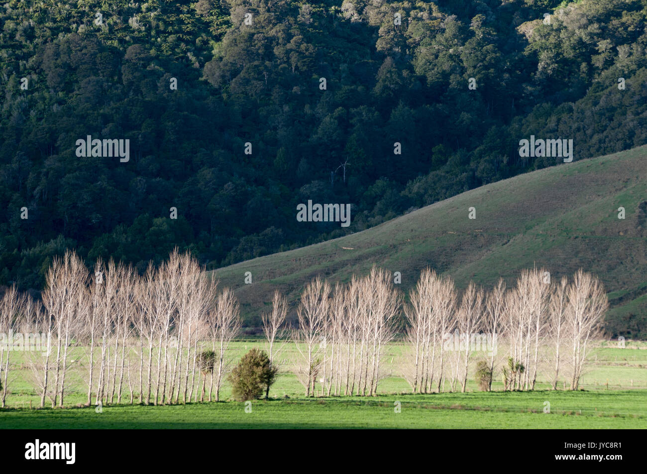 Early evening light on the bare branches of a windbreak line of poplar ...