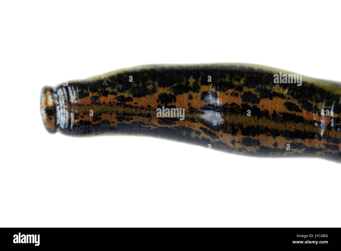 Medicinal leech Hirudo medicinalis oriental subspecies with ornament on ...
