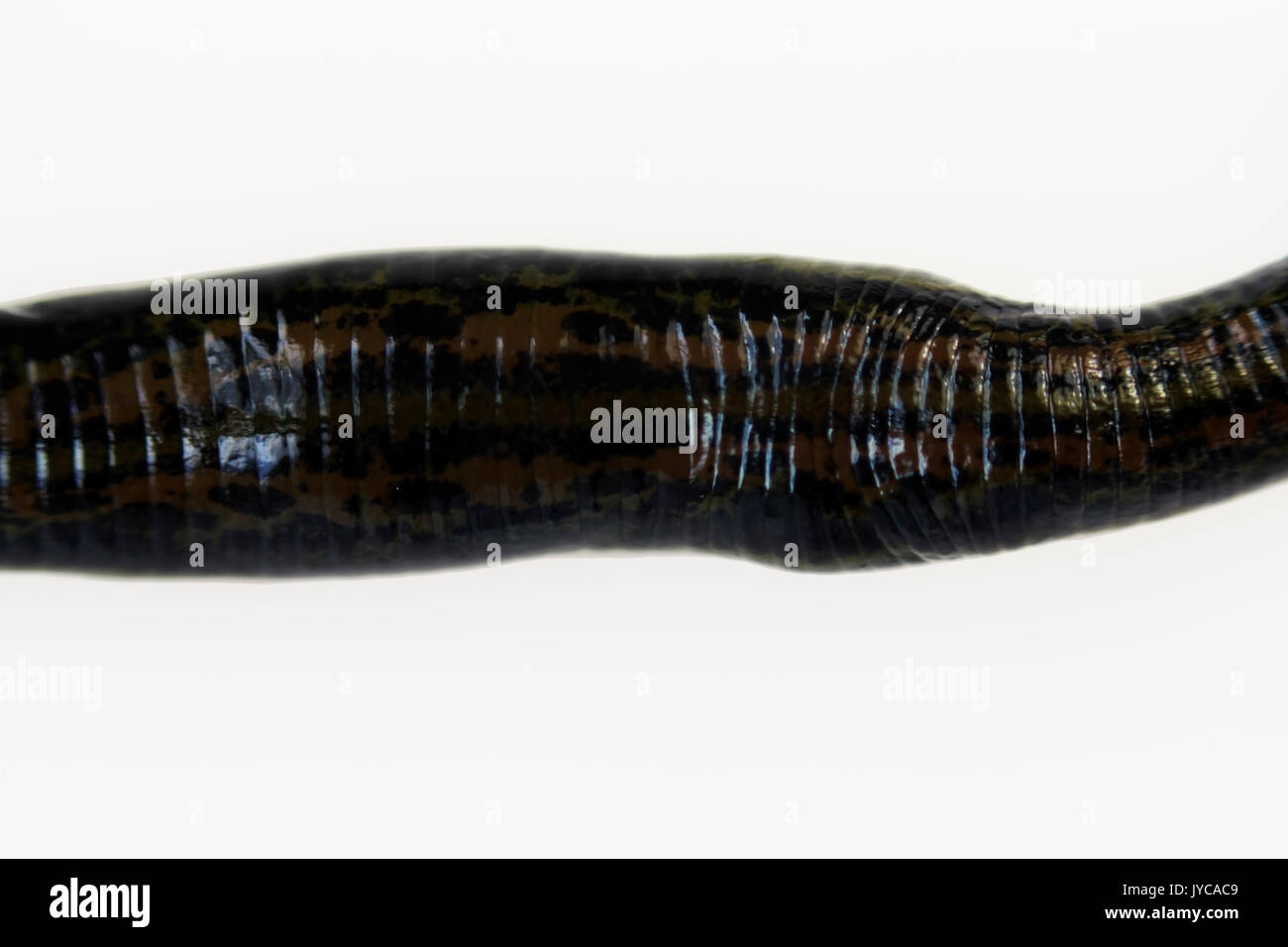 Hirudo medicinalis officinalis hi-res stock photography and images - Alamy