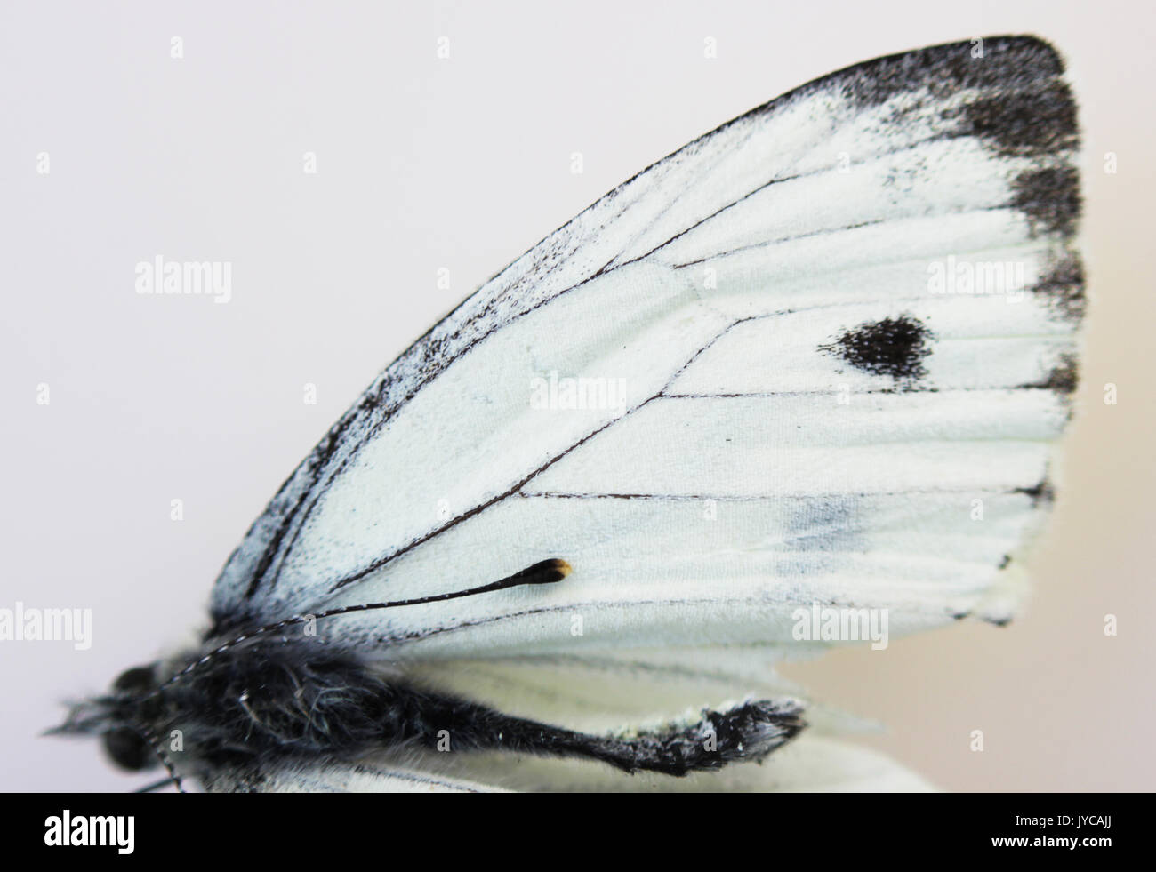 Dead insect white butterfly Pieridae close-up, wing on white background ...