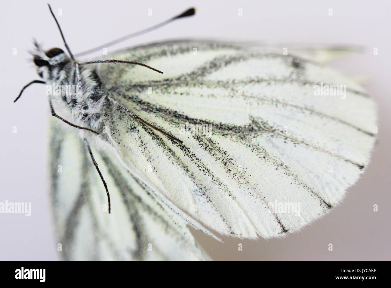 Dead insect white butterfly Pieridae close-up, wing on white background ...