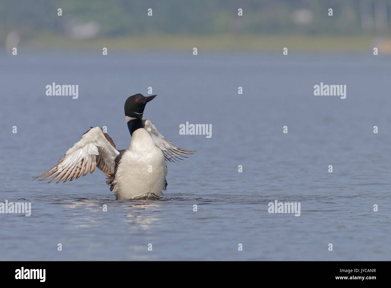 Common Loon on lake getting ready for flight Stock Photo - Alamy