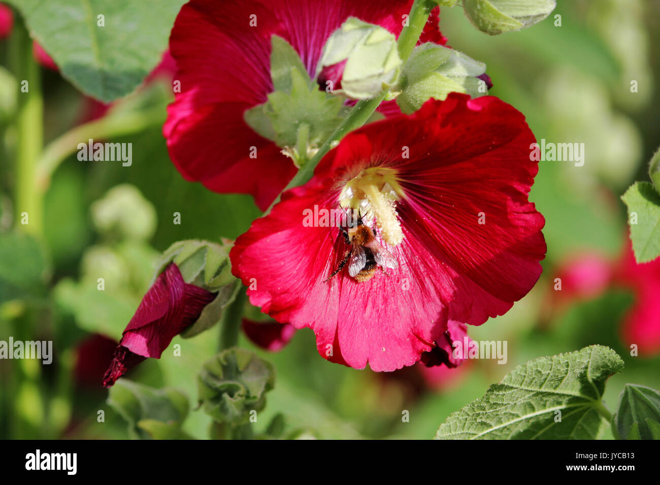 Bright red large flowers mallow with bumblebee in summer Stock Photo ...