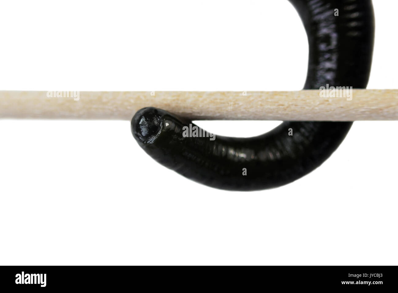 Dead Medicinal leech Hirudo medicinalis oriental subspecies, front ...