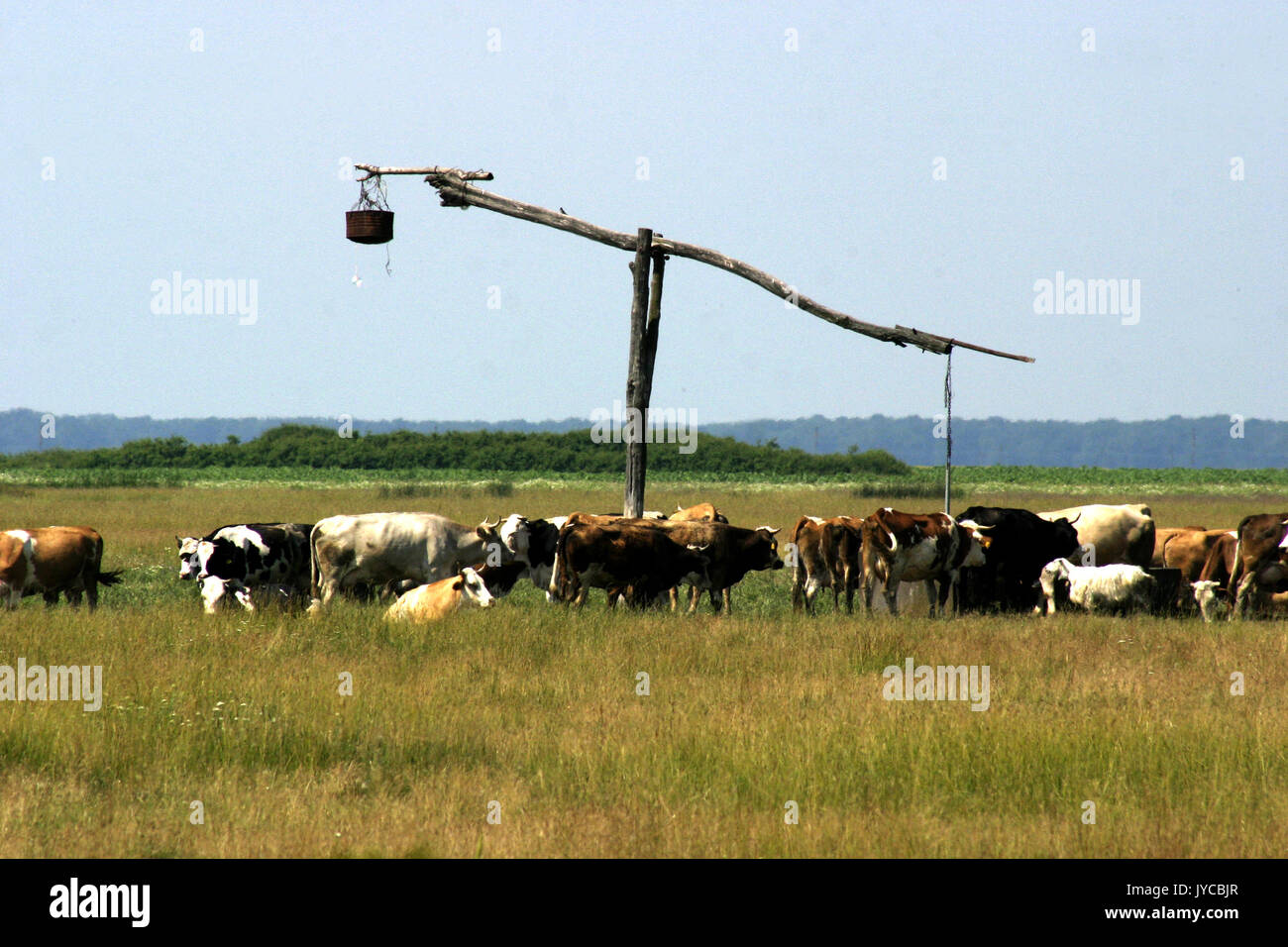 Prahova County, Romania. Cows grazing in field near water well with a ...