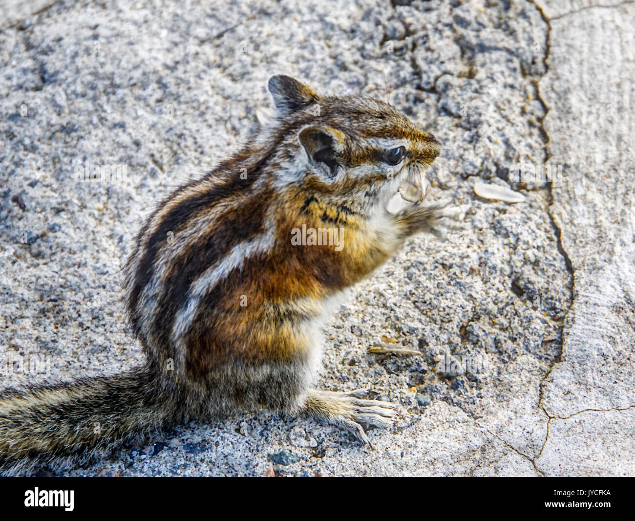 Chipper the Chipmunk Stock Photo - Alamy