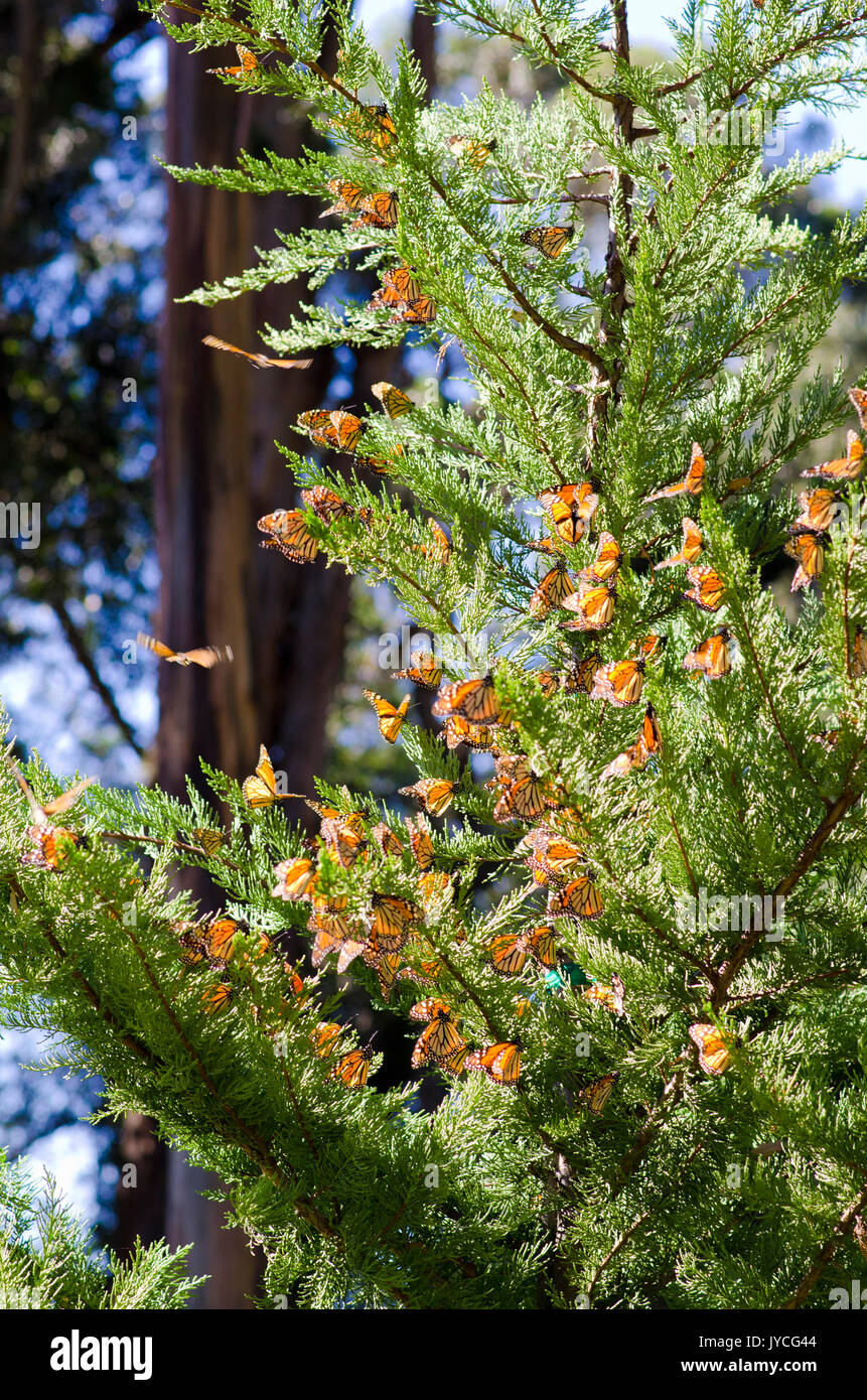 Multiple monarch butterflies on a tree Stock Photo - Alamy
