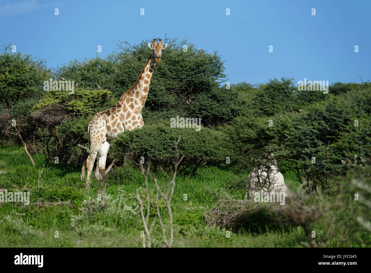 Guest and hunting farm Wildacker: Giraffe [Giraffa camelopardalis] in ...