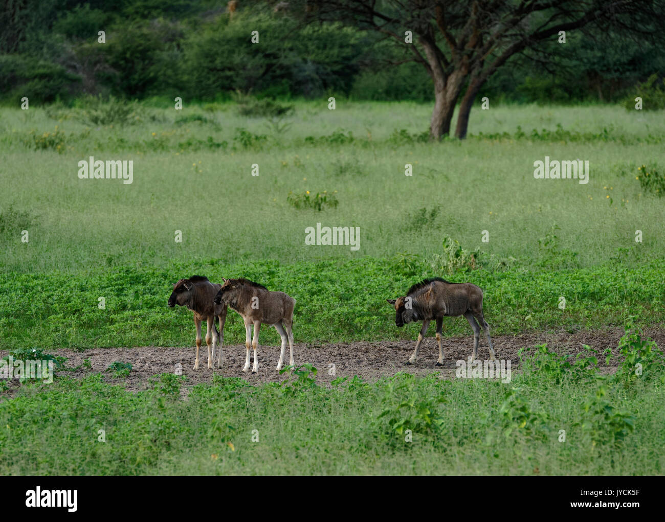 Wildebeest calves hi-res stock photography and images - Alamy