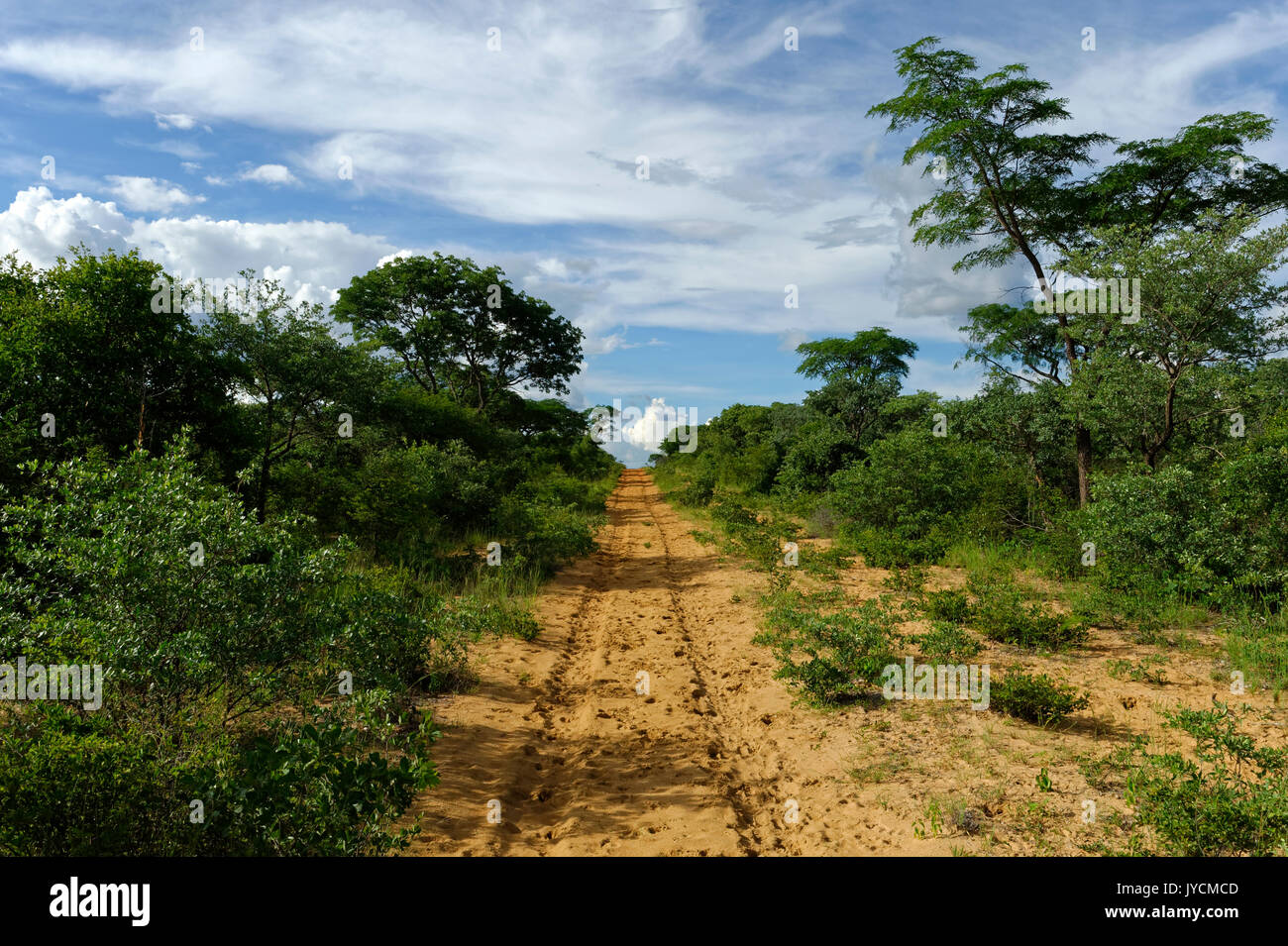 Guest and hunting farm Wildacker: Sandy road through bush in northern ...