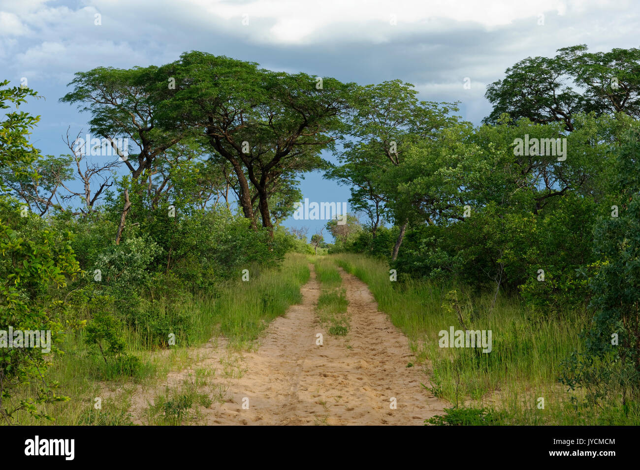 Through the namibian bush hi-res stock photography and images - Alamy