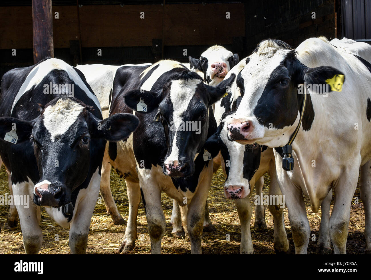 Multiple Cows High Resolution Stock Photography and Images - Alamy
