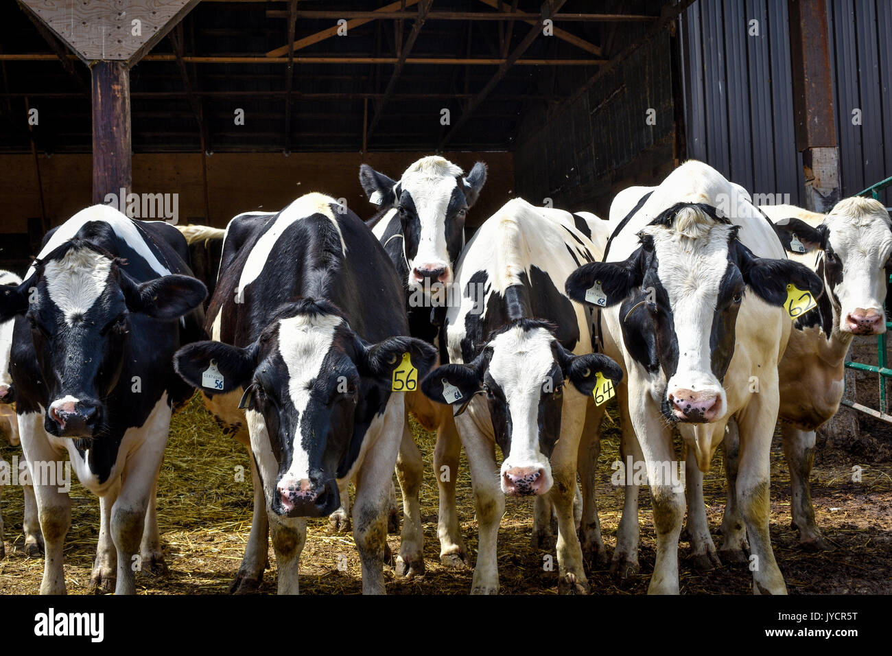 multiple cows staring Stock Photo - Alamy