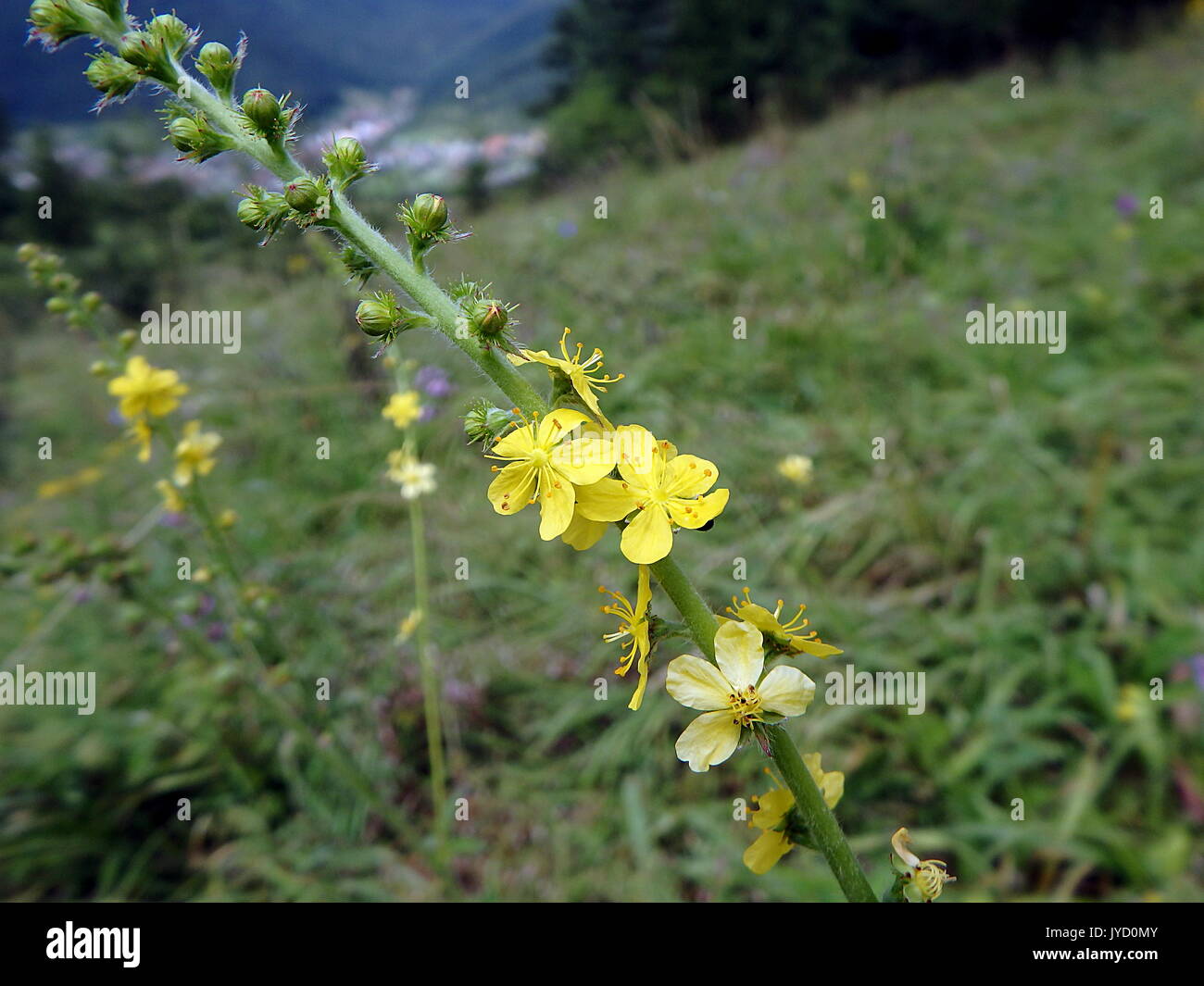 Common agrimony, (Agrimonia eupatoria), Yellow flower Stock Photo - Alamy