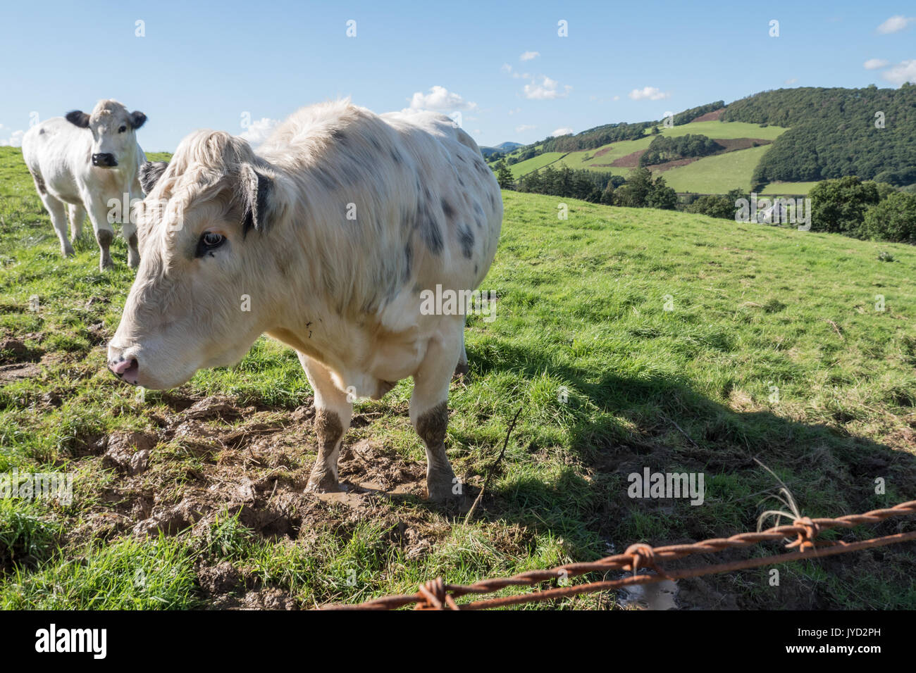 British white cow hi-res stock photography and images - Alamy
