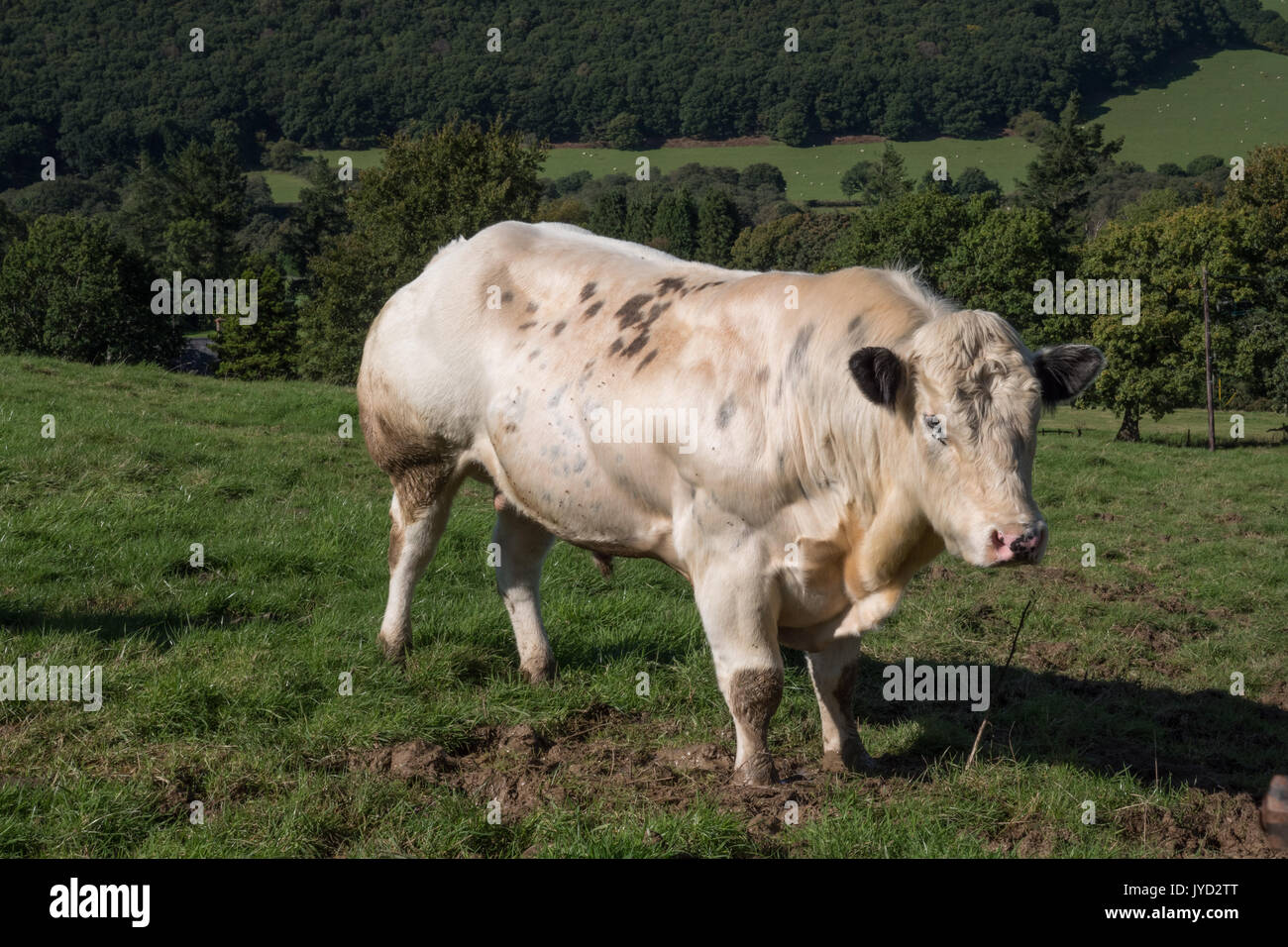 British white bull hi-res stock photography and images - Alamy