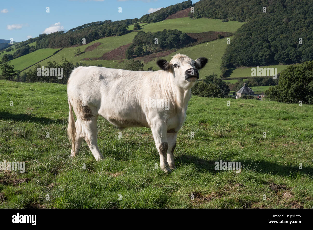 British white cow hi-res stock photography and images - Alamy