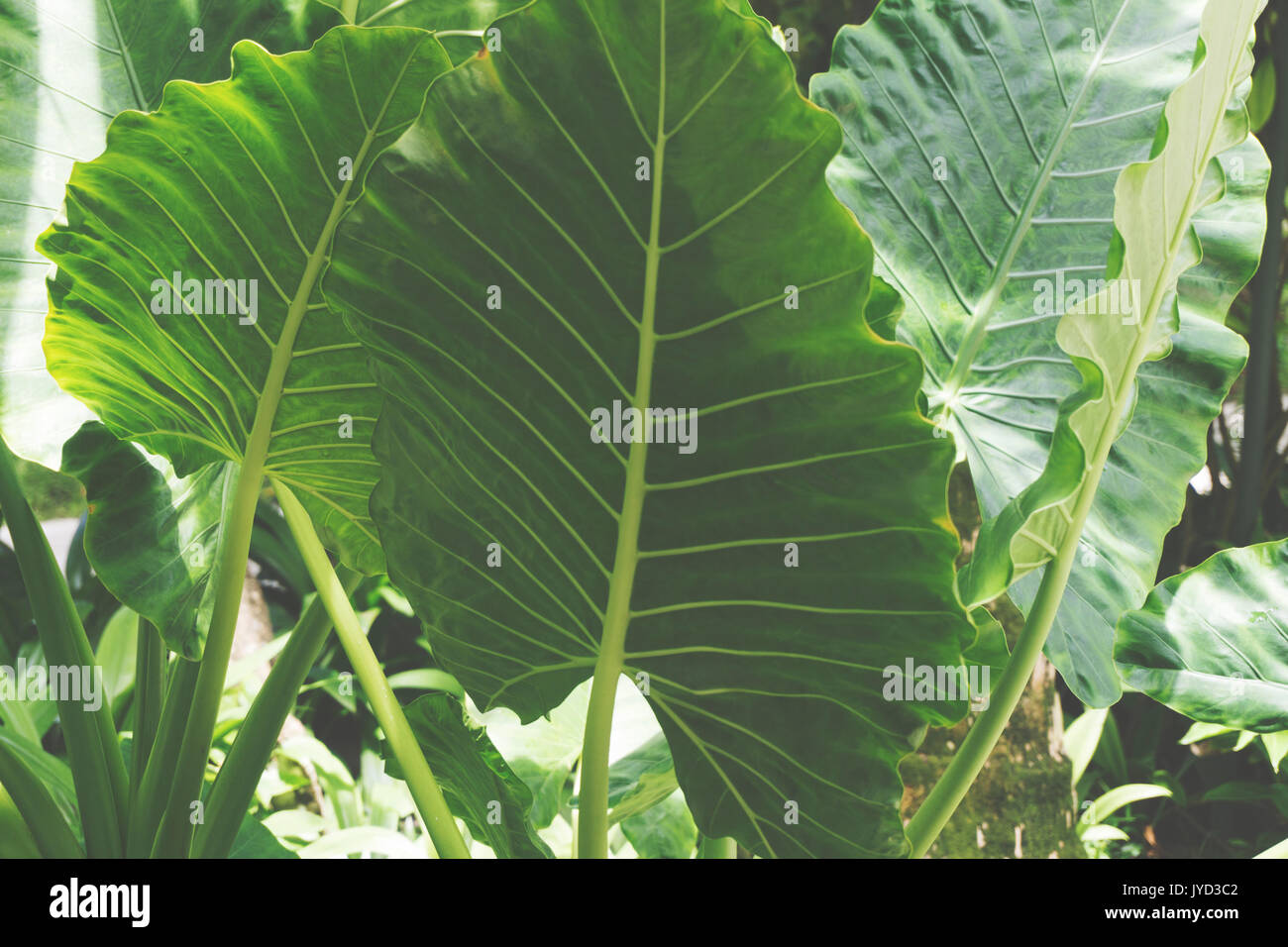 Tropical green leaf background Stock Photo - Alamy